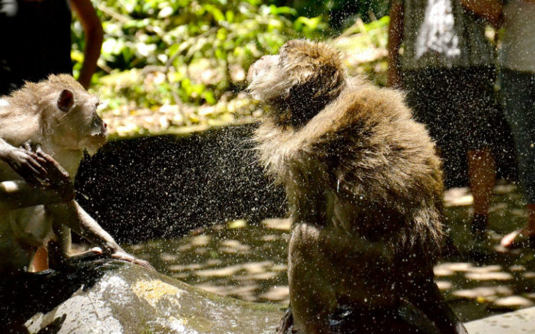 Ubud Monkey Forest Bali | Helpful Guide | Tips | FAQs