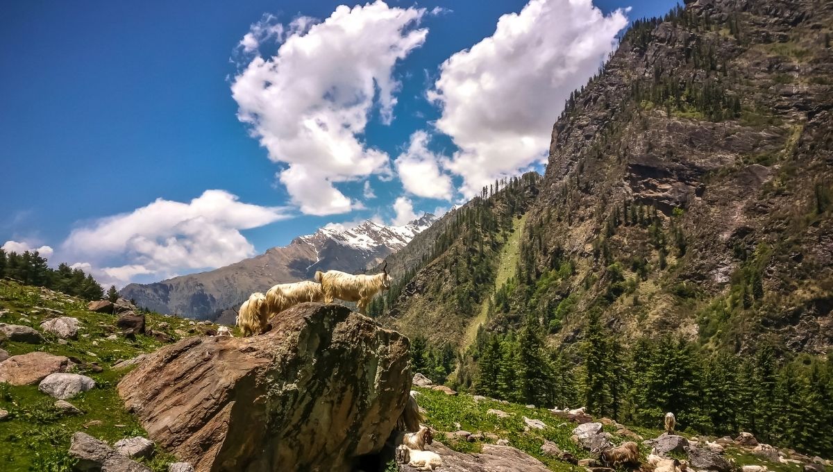 Trekking To Kheerganga | Travel Guide | FAQ And More - The Travel Blogs